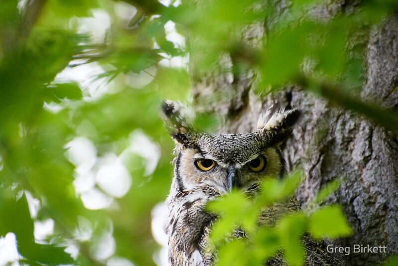 "Wisdom of Silence" by Greg Birkett | Redbubble