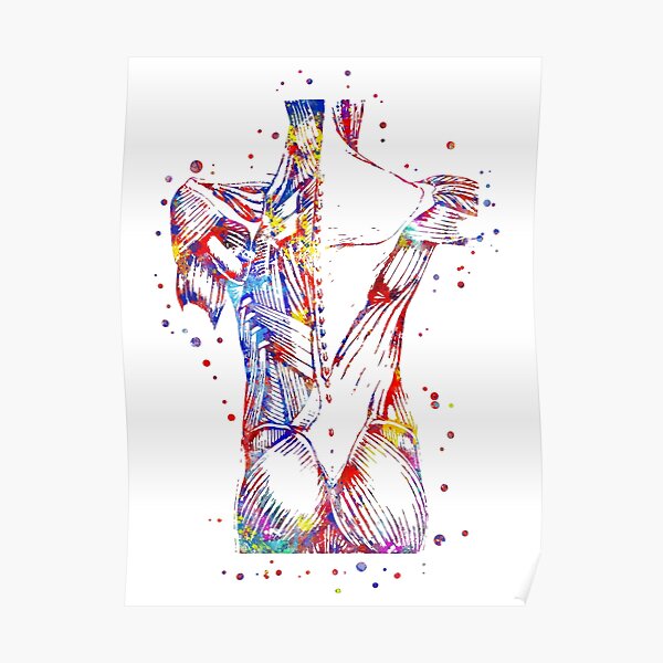 "Human muscles, superficial muscles back" Poster for Sale by ...