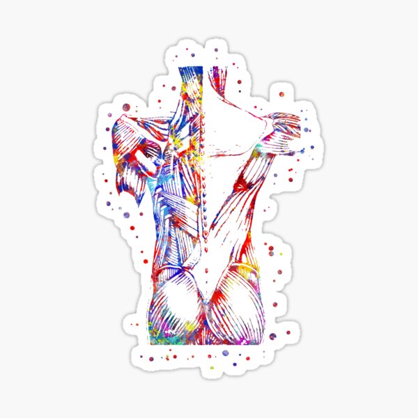 "Human muscles, superficial muscles back" Sticker for Sale by ...