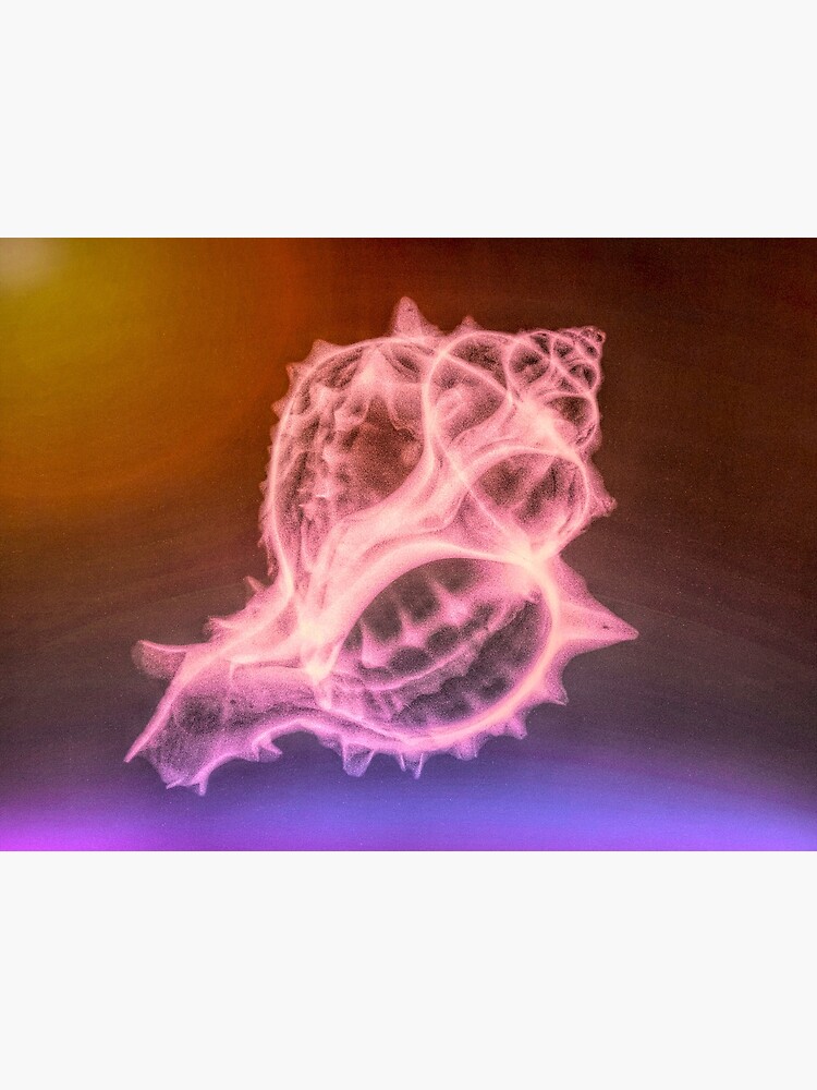 "X-Ray art of a Florida King Crown Conch shell colorized" Poster for ...