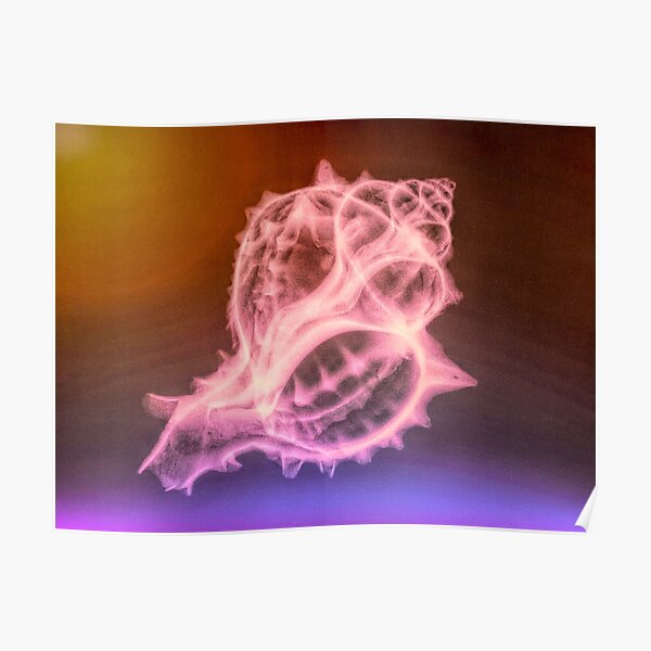 "X-Ray art of a Florida King Crown Conch shell colorized" Poster for ...
