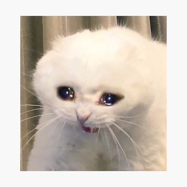 "Crying Cat Meme" Photographic Print for Sale by cherrygloss | Redbubble