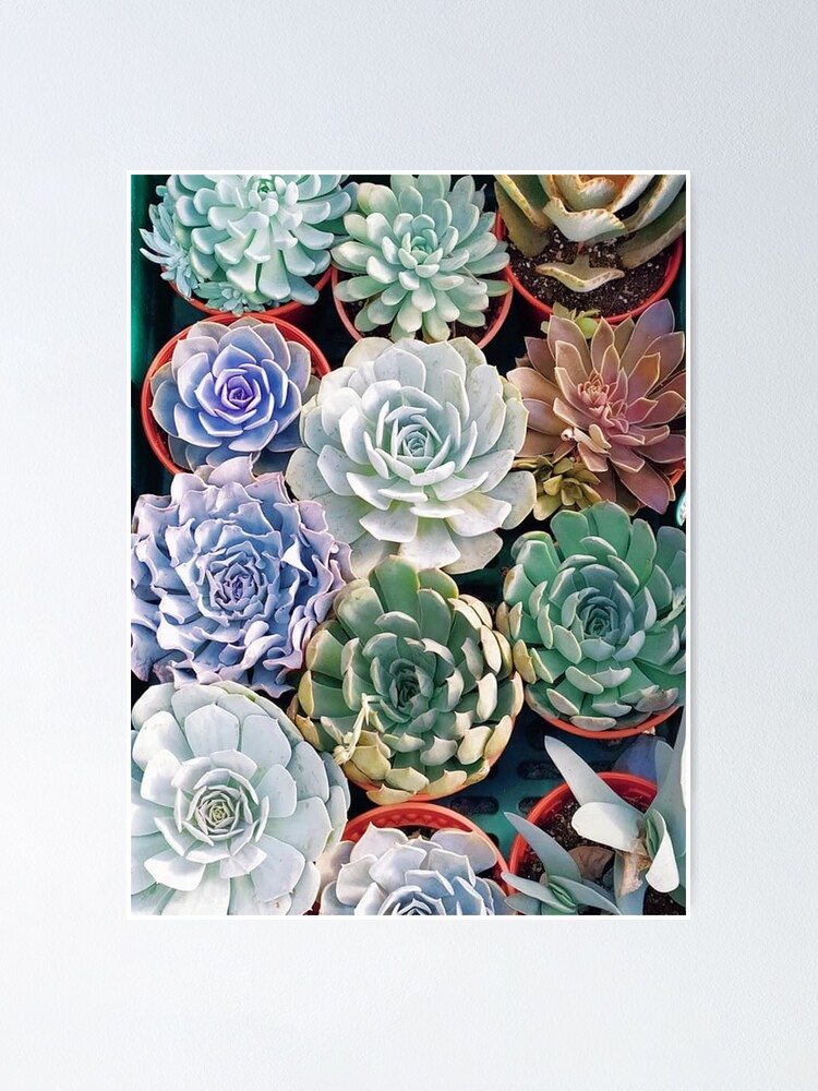 "Colourful Succulents" Poster for Sale by jolantru | Redbubble