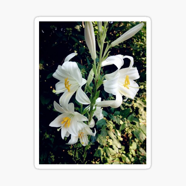 "White Lily" Sticker by Gourmetkater | Redbubble