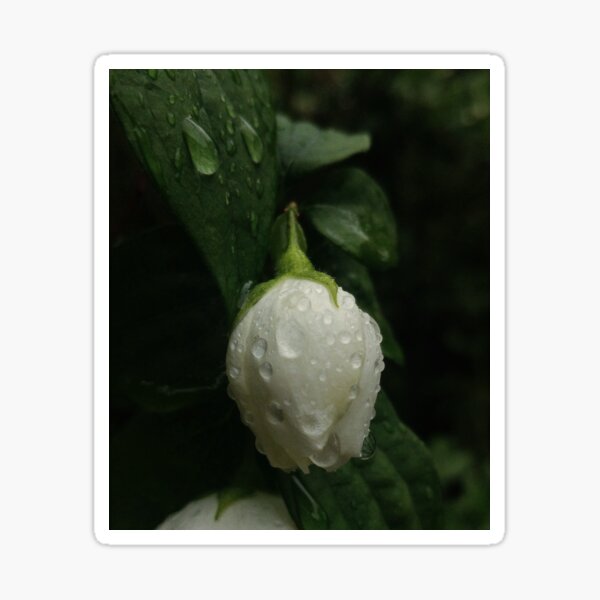 "Rainflower" Sticker by Grimmmanticore | Redbubble