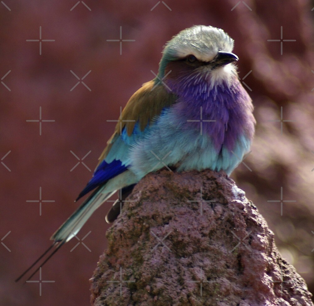 "Pretty little bird" by Yampimon | Redbubble