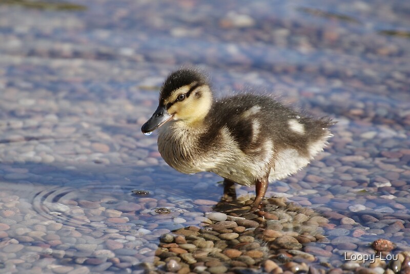 "Adorable duckling taking a paddle " by Loopy-Lou | Redbubble