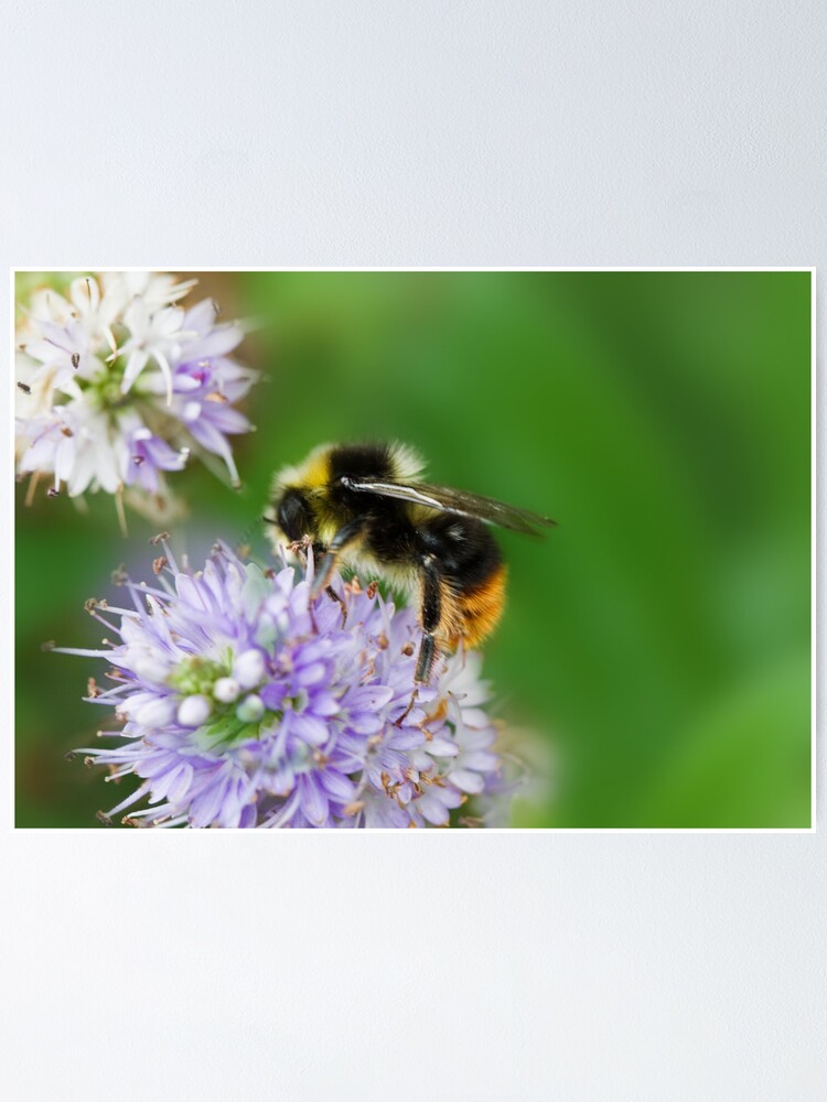 "Red shanked carder bee,Bombus ruderarius." Poster for Sale by ...
