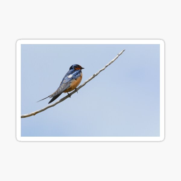 "Barn Swallow Bird" Sticker for Sale by Merrimon | Redbubble