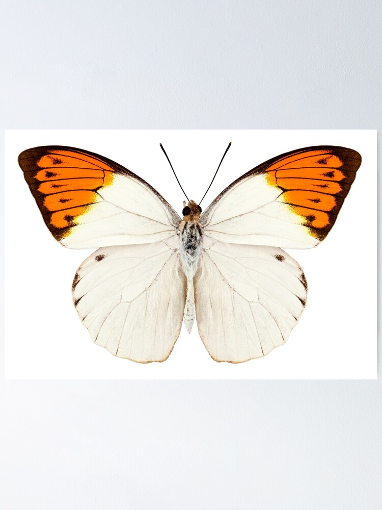Póster «Especies de mariposas Graphium sarpedon» de paulrommer | Redbubble