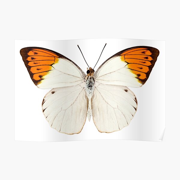Póster «Especies de mariposas Graphium sarpedon» de paulrommer | Redbubble