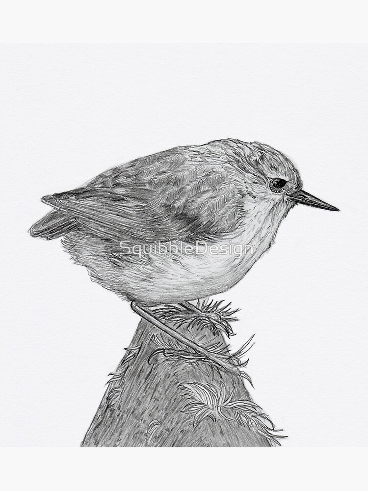 "Rifleman - New Zealand Native Bird " Poster by SquibbleDesign | Redbubble