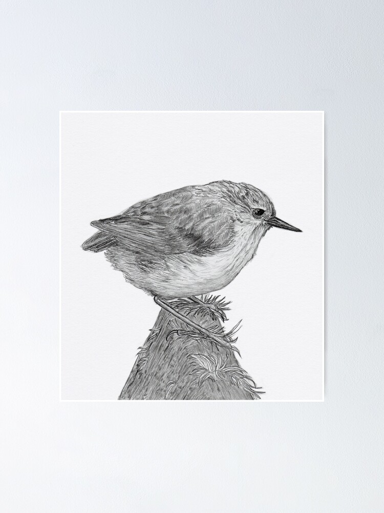 "Rifleman - New Zealand Native Bird " Poster by SquibbleDesign | Redbubble