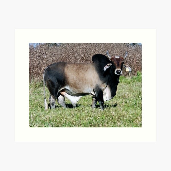 Urns & Memorials Rodeo Brahma Bulls Digital Prints Download Pet ...