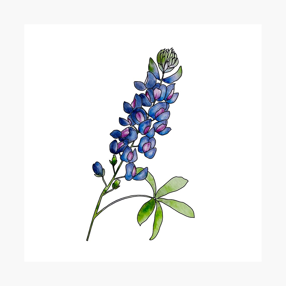 Bluebonnet Tegning