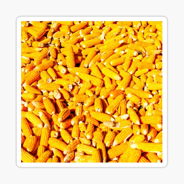 "Corn on the Cob " Sticker for Sale by mwagie | Redbubble