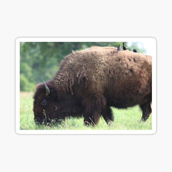 "Bison Grazing at Lyndon B Johnson State Park" Sticker by treykincade ...