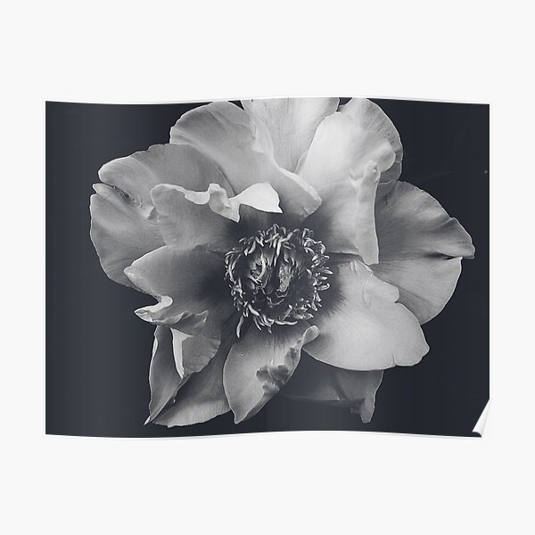 "Delicate" Poster by Slaythecurves | Redbubble