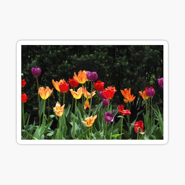 "Colorful Flowers in Millenium Park" Sticker by tomorrowishere | Redbubble