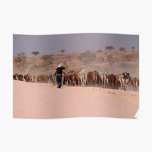 "NAMIBIAN CATTLE" Poster for Sale by IngridSonja | Redbubble