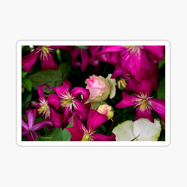 "A Rose Among The Clematis" Sticker for Sale by jimde | Redbubble