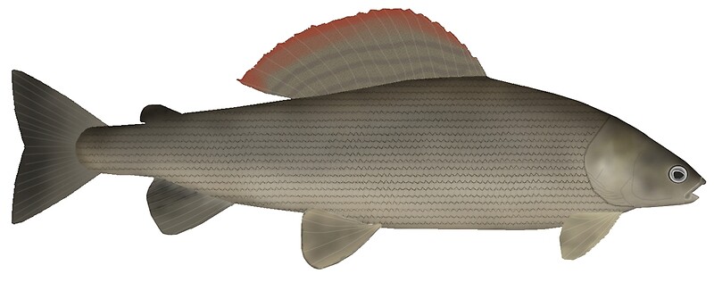 "European Grayling" by fishfolkart | Redbubble