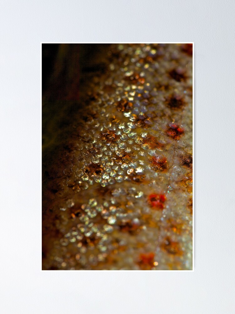 "836 $ only ! WooWoo ! Hahha ! Beauty of nature. Brown Trout . Abstract ...