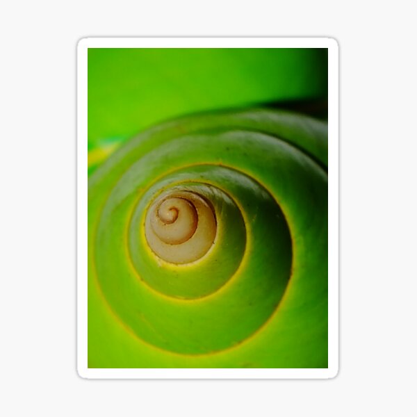 "Manus Island Gree Tree Snail Shell" Sticker for Sale by GabrielleLees ...