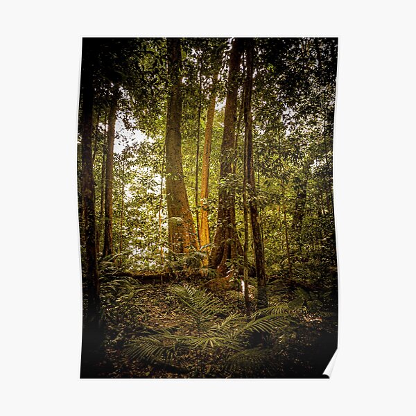 "The Beautiful Daintree Rainforest" Poster for Sale by Jcozzy | Redbubble