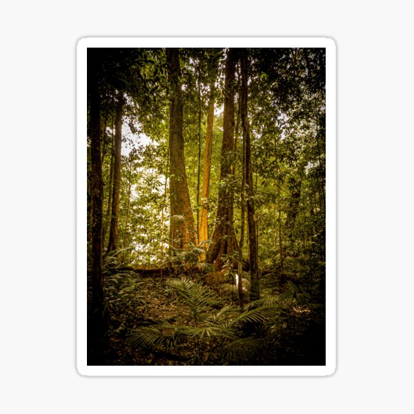 "The Beautiful Daintree Rainforest" Sticker for Sale by Jcozzy | Redbubble