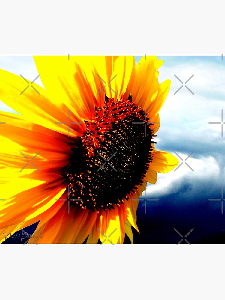 "Yellow Orange Sunflower flower Aqua Teal Navy Blue Sky Art A609 ...