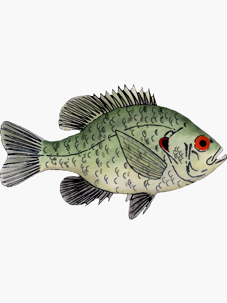 "Redear Sunfish " Sticker for Sale by fishfolkart | Redbubble
