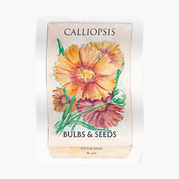 "Calliopsis Seed Pack" Poster by anniem49 | Redbubble