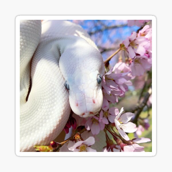 "Pythons and cherry blossoms " Sticker by dragongirl222 | Redbubble