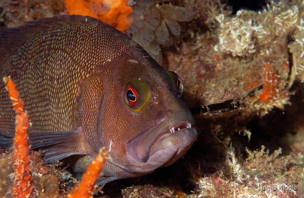 "Breaksea Cod, HMAS Perth" by Jamie Kiddle | Redbubble