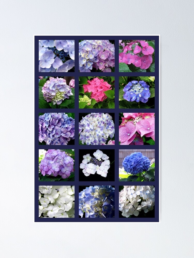 "HYDRANGEA COLLAGE" Poster for Sale by blueflowerfarm | Redbubble