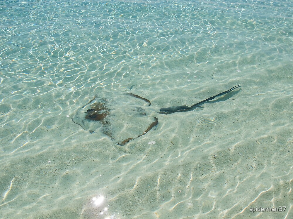 "Bull Ray - Heron Island - Australia" by spiderman37 | Redbubble