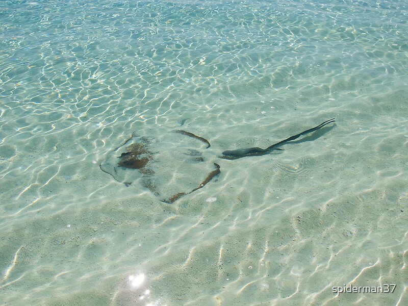 "Bull Ray - Heron Island - Australia" by spiderman37 | Redbubble