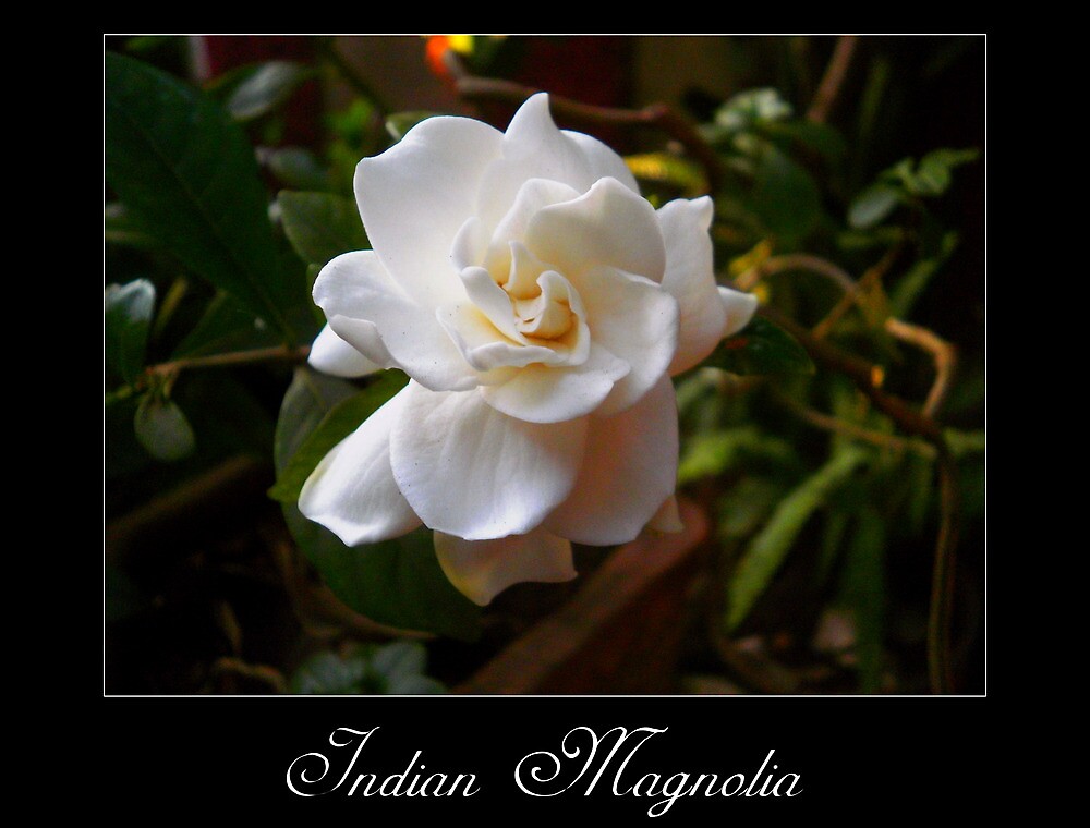 « Indian magnolia » par Maurice Gomez | Redbubble