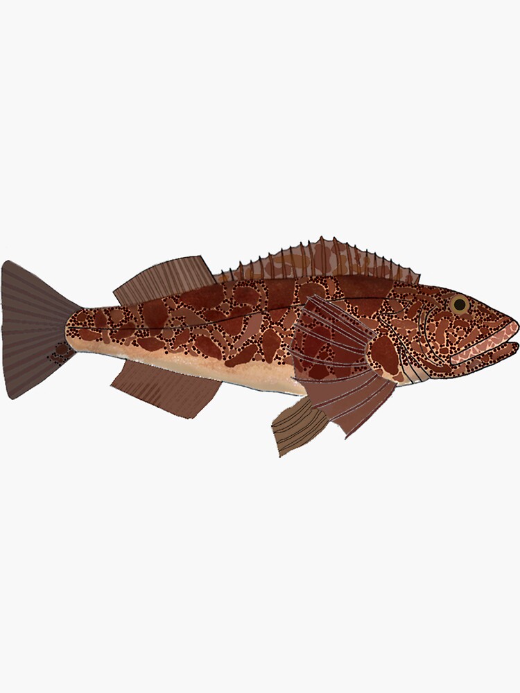 "Pocket Lingcod" Sticker by fishfolkart | Redbubble