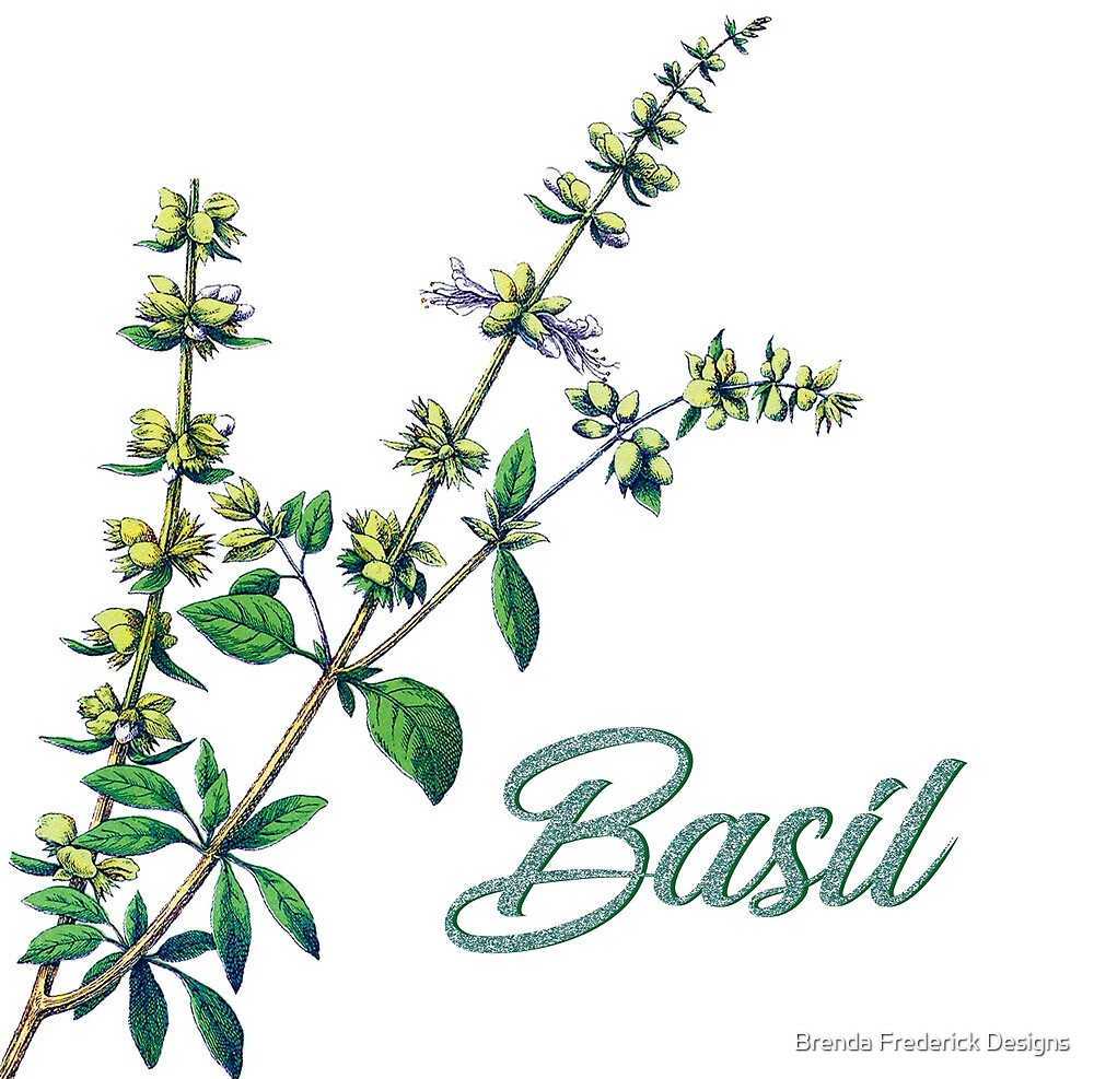 "Vintage Basil" by Brenda Frederick Designs | Redbubble