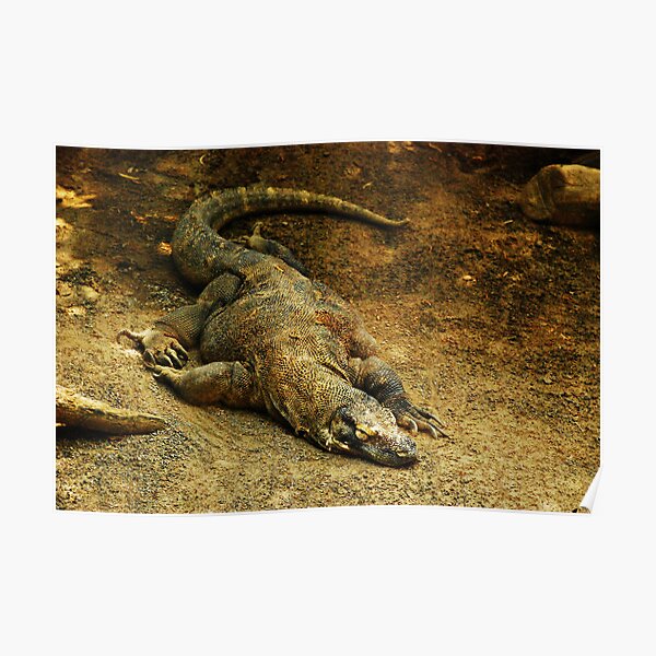 Komodo Dragon Posters | Redbubble
