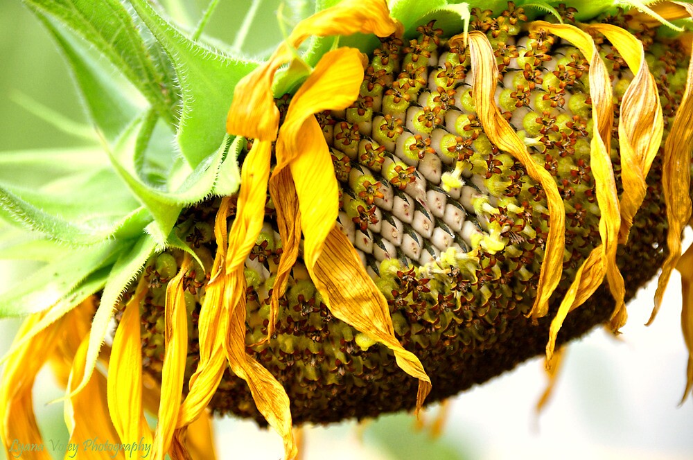 "Withered Sunflower" by Lyana Lynn | Redbubble