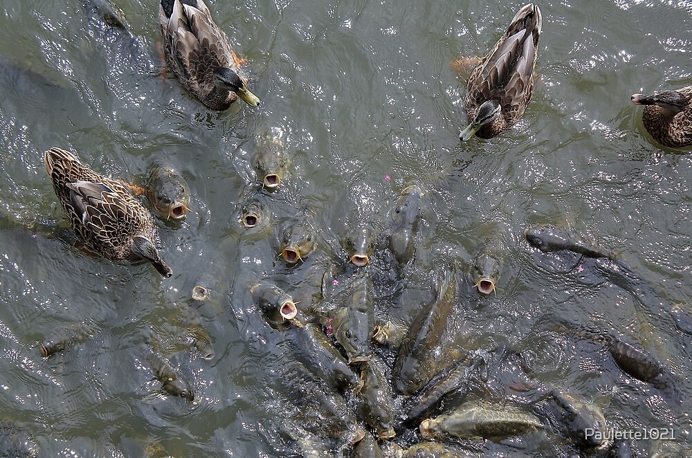 "Ducks and Big Mouth Bass Fish" by Paulette1021 | Redbubble