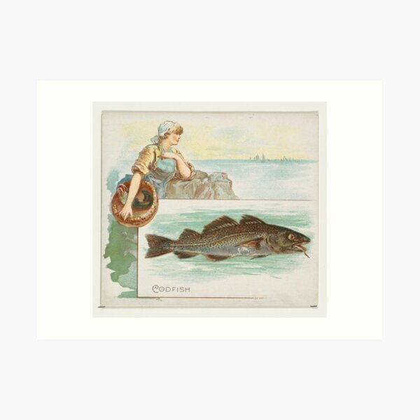 "Vintage Atlantic Cod Fish Illustration (1889)" Art Print for Sale by ...