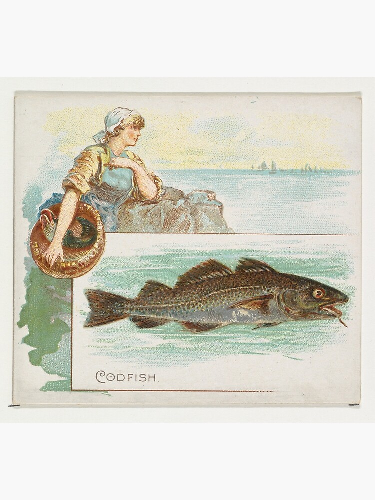 "Vintage Atlantic Cod Fish Illustration (1889)" Poster by BravuraMedia ...