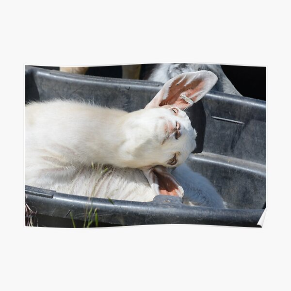 "Young goat stretching in water trough" Poster for Sale by Merrimon ...