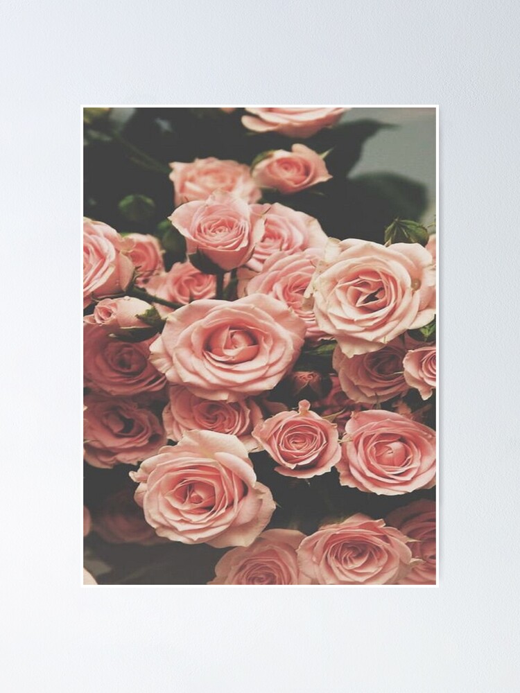 "Pastel Pink Roses" Poster by starrily | Redbubble