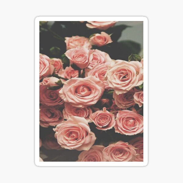 "Pastel Pink Roses" Sticker for Sale by starrily | Redbubble
