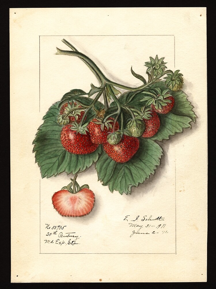"Vintage Strawberries" Poster for Sale by douglasewelch | Redbubble